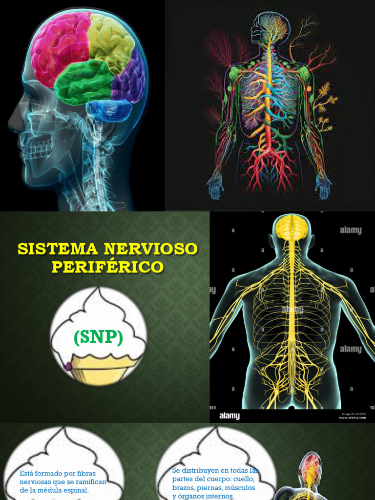 Partes y funciones del sistema nervioso periférico | PDF