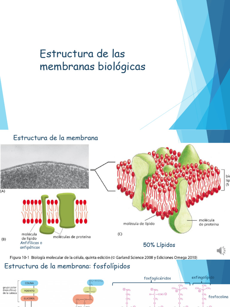 Clase 2 - Estructura de Las Membranas Biológicas y Transporte A Través ...