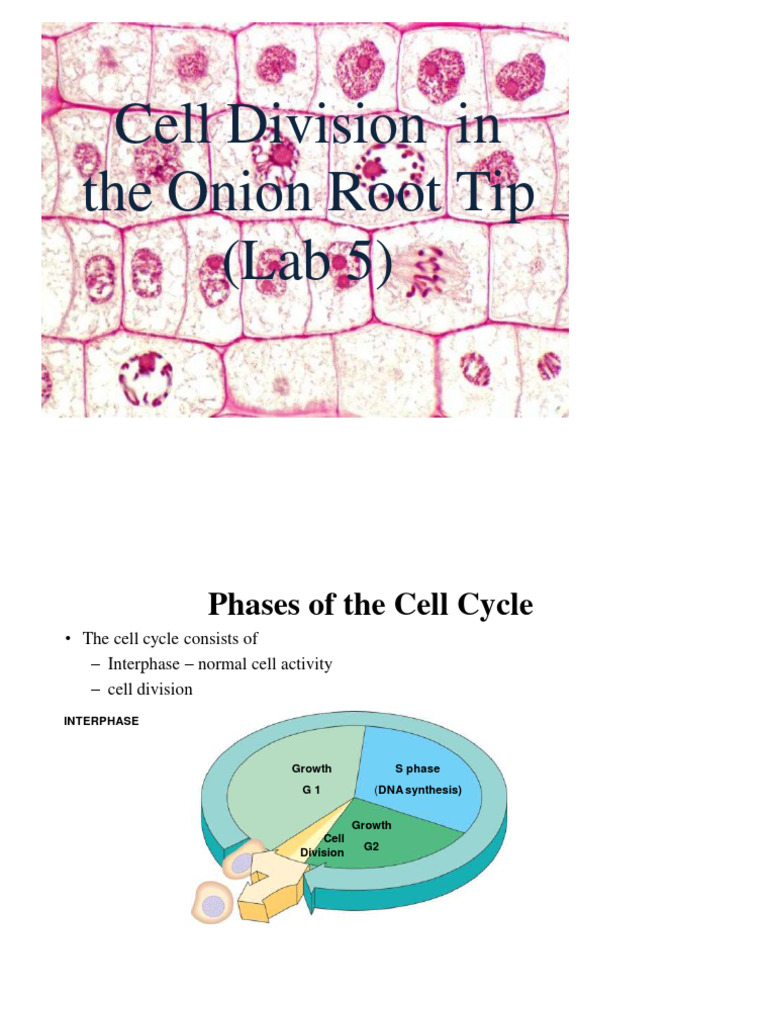 Cell Division in The Onion Root Tip (Lab 5) | PDF | Mitosis ...
