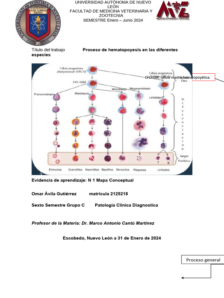 Ev1 Hematopoyesis | PDF | Hematopoyesis | Fisiología