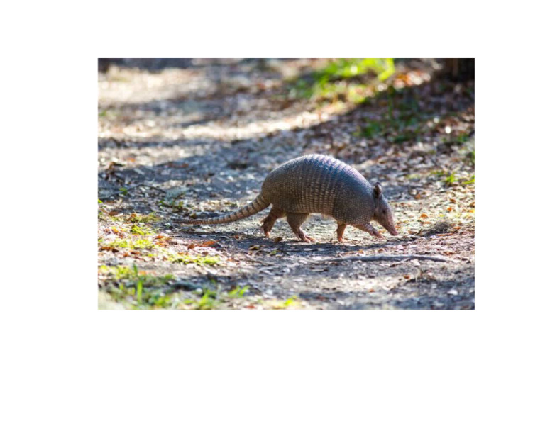 Armadillo | PDF