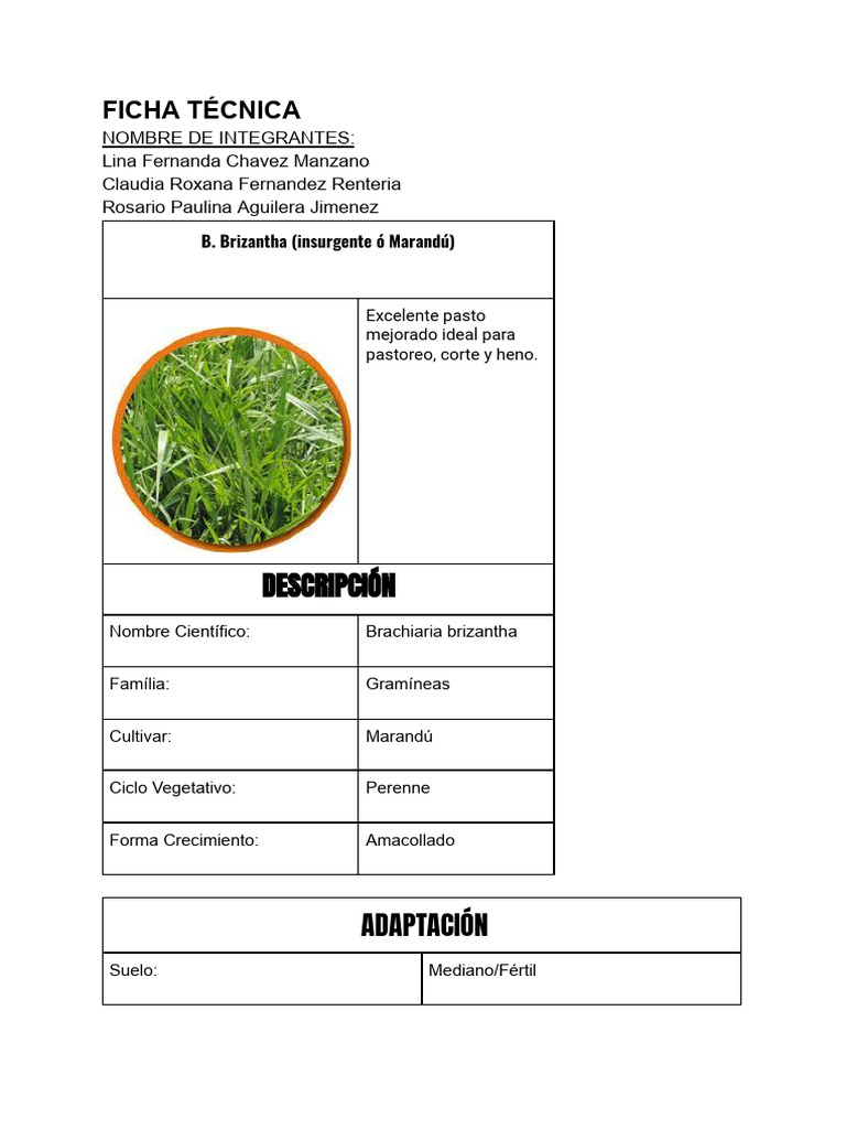 Ficha Tecnica Pasto Insurgente | PDF | Pasto | Botánica