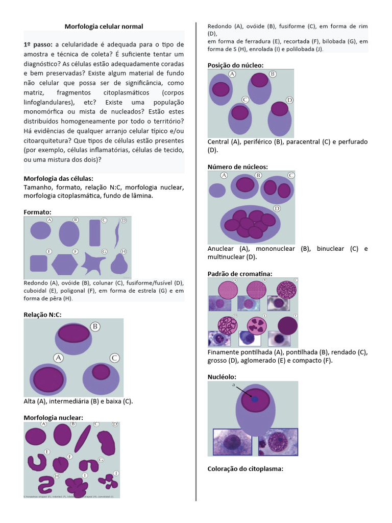 Morfologia Celular Normal | PDF