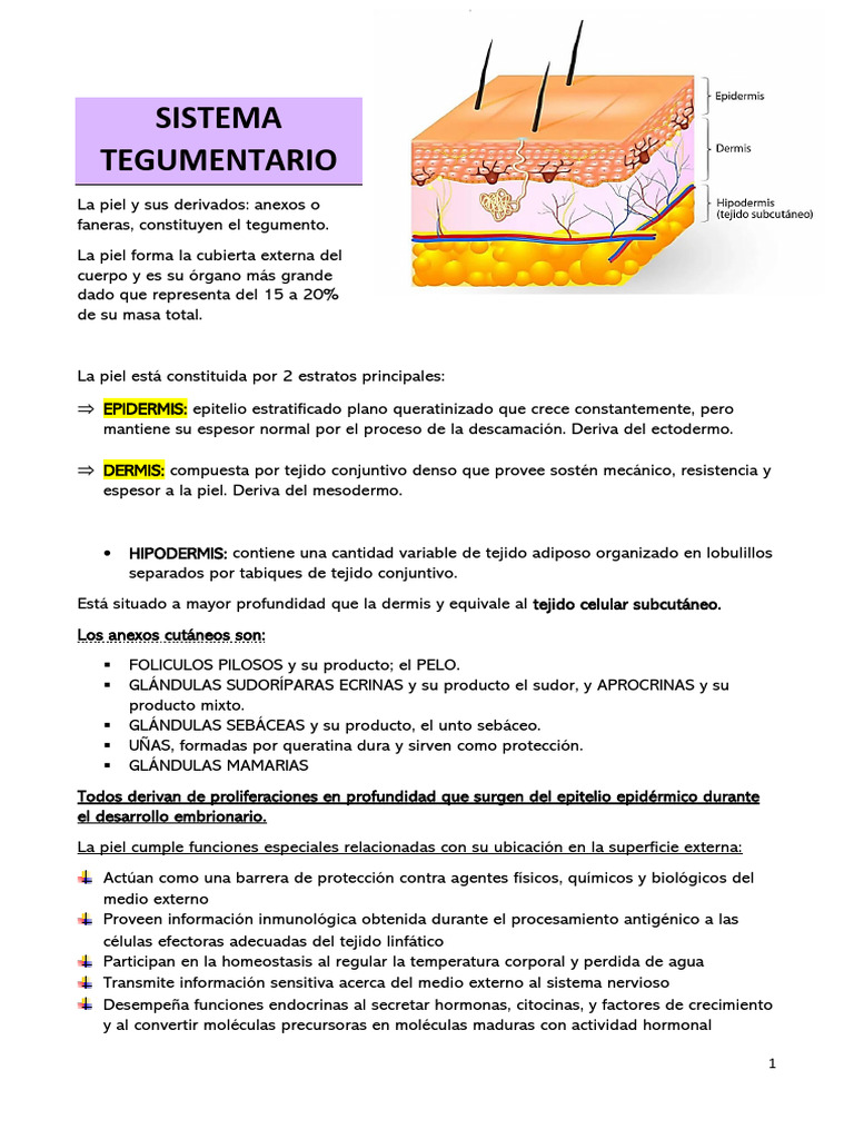 Sistema Tegumentario | Descargar gratis PDF | Piel | Epidermis
