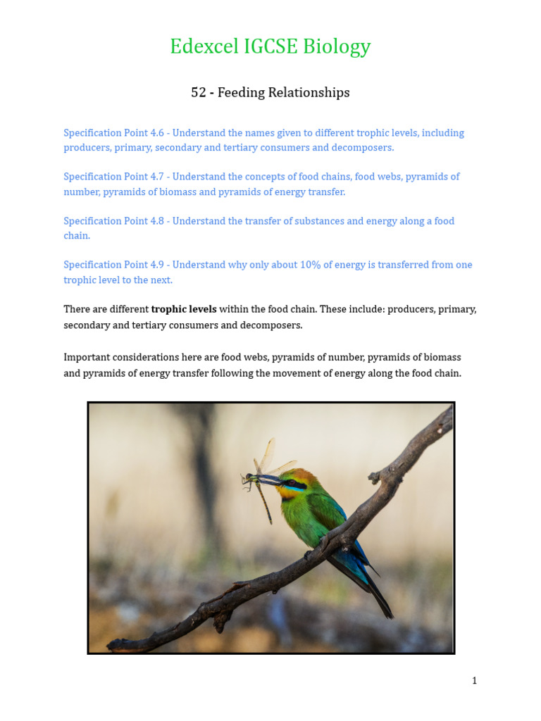 Worksheet 52 - Feeding Relationships | PDF | Food Web | Environmental ...