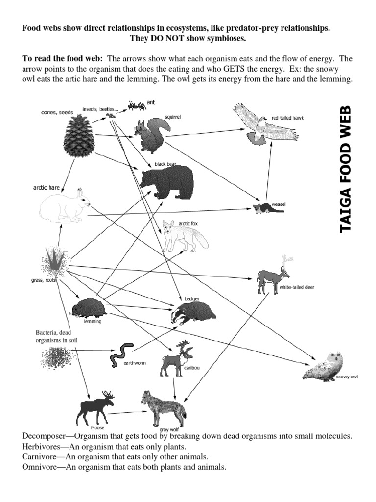 How To Read A Food Web WKST | Download Free PDF | Food Web | Foods