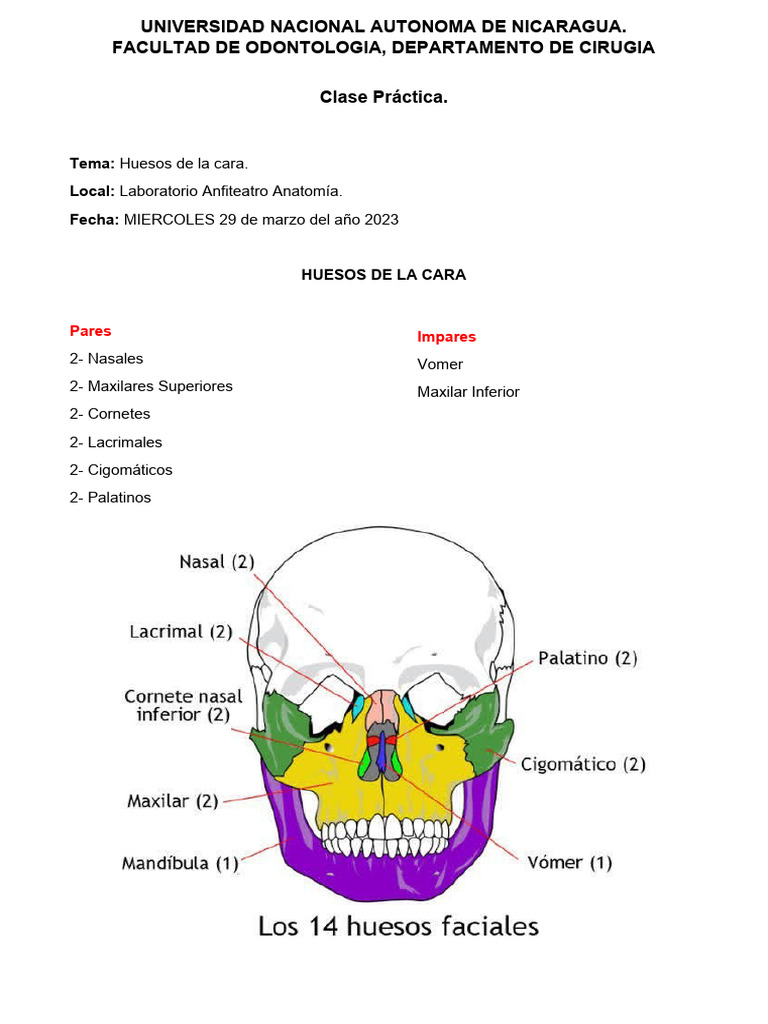 Anatomía de los Huesos Faciales | PDF | Cara | Cabeza y cuello humanos