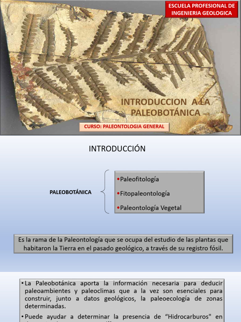 Introduccion A La Paleobotánica | PDF | Fósil | Plantas