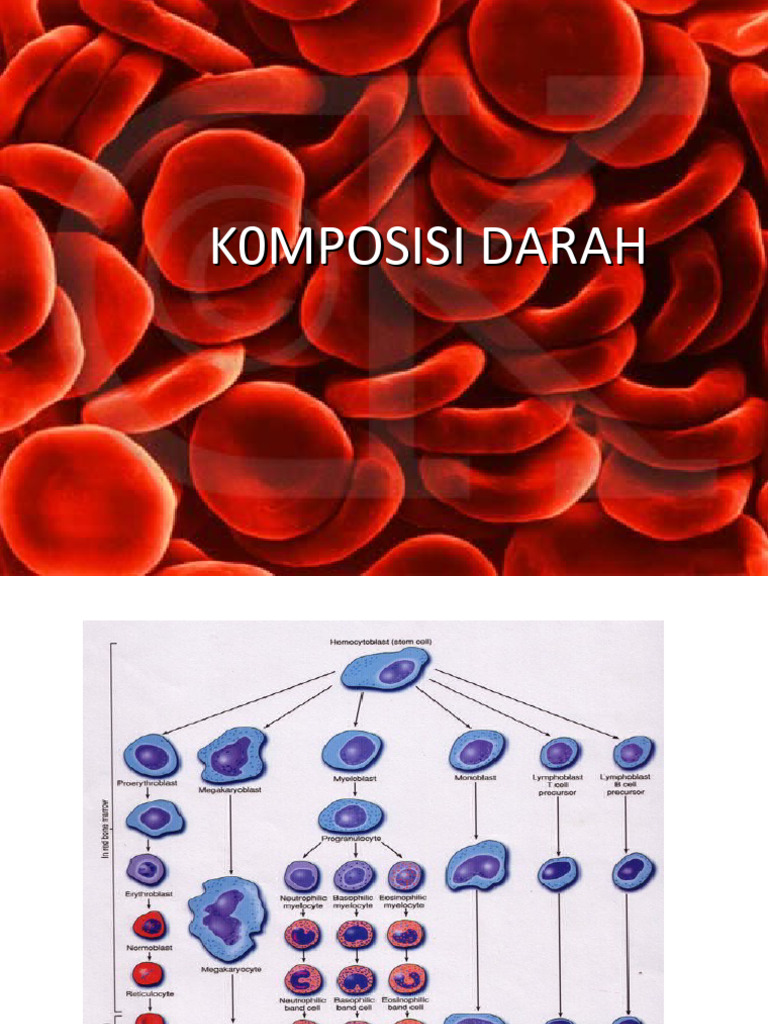 Komposisi dan Fungsi Darah Manusia | PDF | Memasak, Makanan, & Anggur ...
