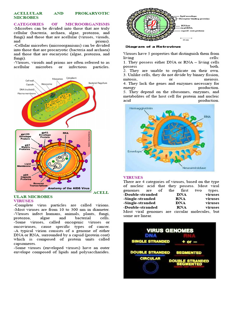 Acellular and Prokaryotic Microbes Reviewer | PDF | Virus | Bacteriophage