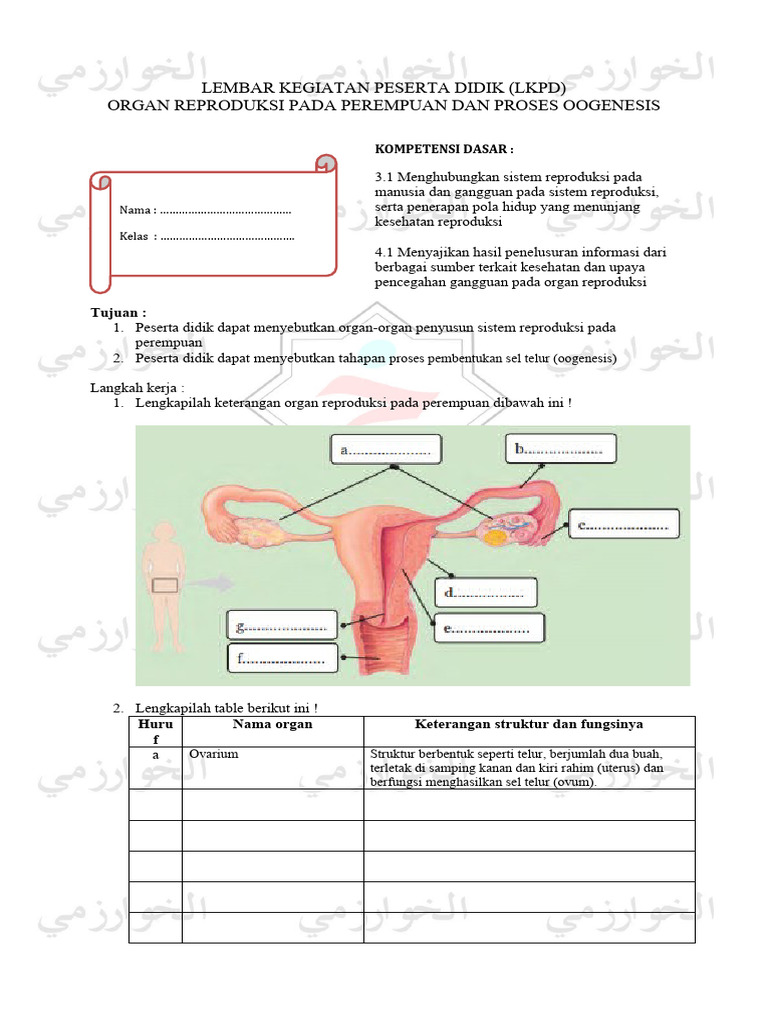LKPD Organ Perempuan Dan Oogenesis | PDF
