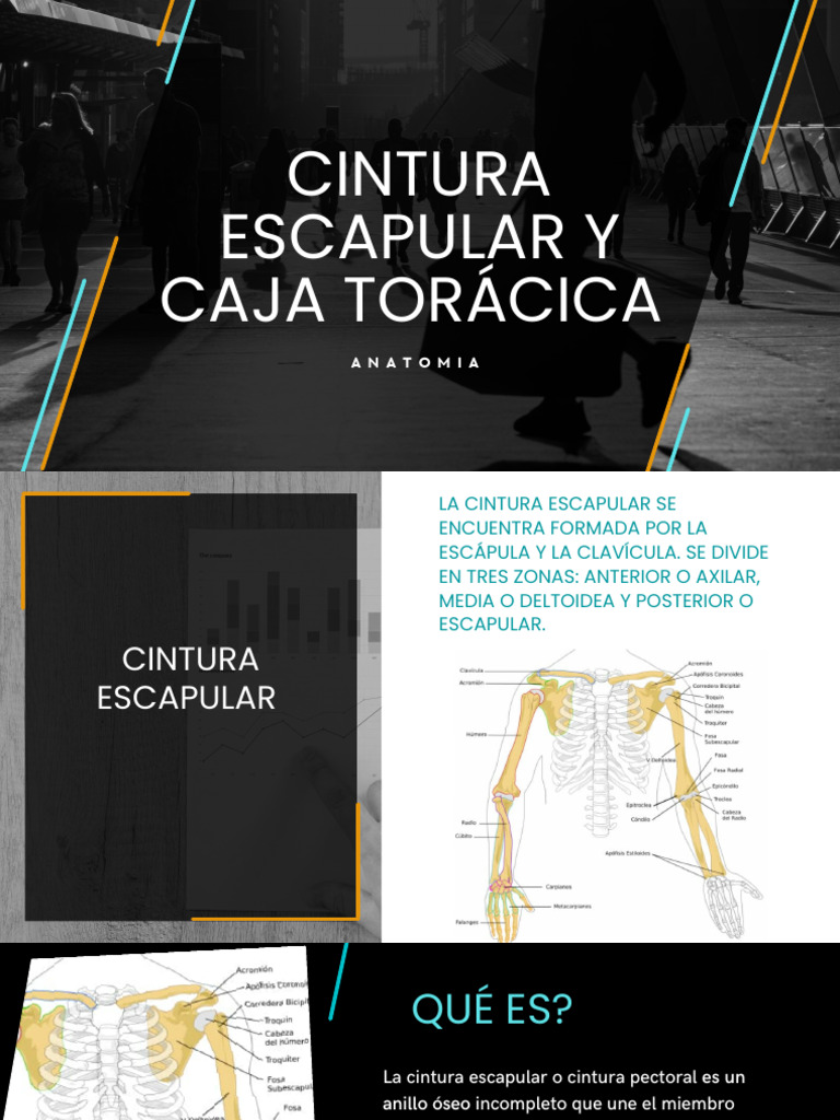 Anatomía de la Cintura Escapular | PDF | Sistema esquelético | Sistema ...