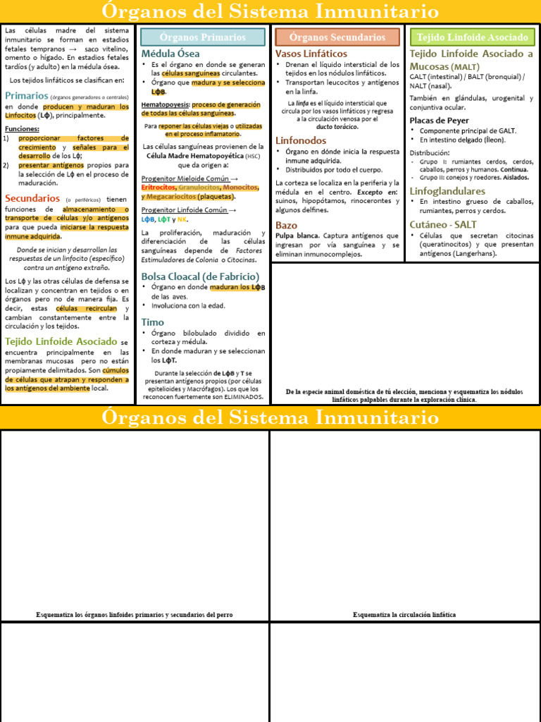 Cuadro 2. Órganos Del Sistema Inmunitario | PDF | Sistema linfático | Linfocitos