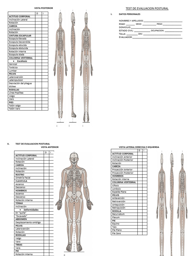 TEST POSTURAL | PDF | La columna vertebral | Anatomía