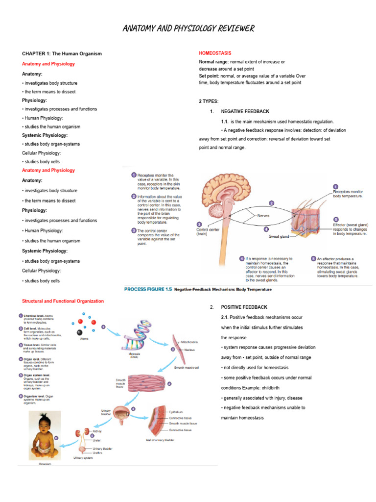 Anatomy and Physiology Reviewer | PDF | Human Body | Homeostasis