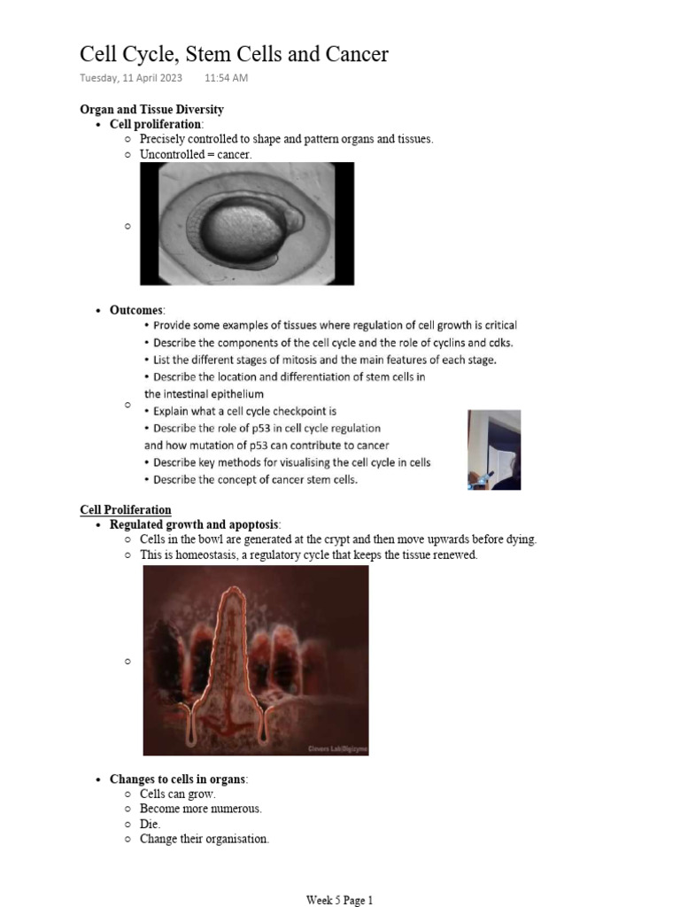 Cell Cycle Notes Pdf Mitosis Cell Cycle