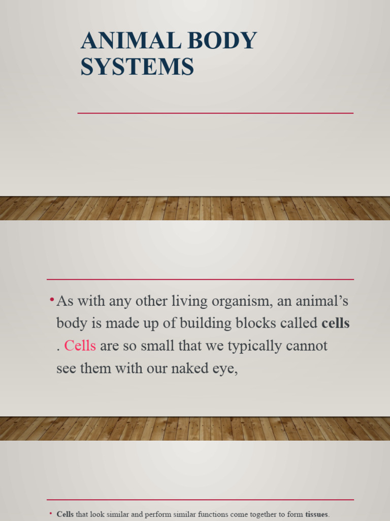 Animal Body Systems | PDF | Reproductive System | Human Body