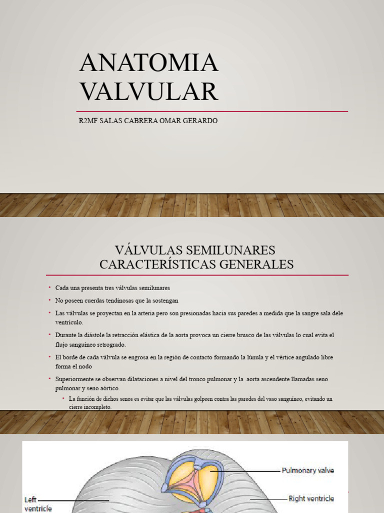 Anatomia Valvular | PDF | Aorta | Órgano (anatomía)