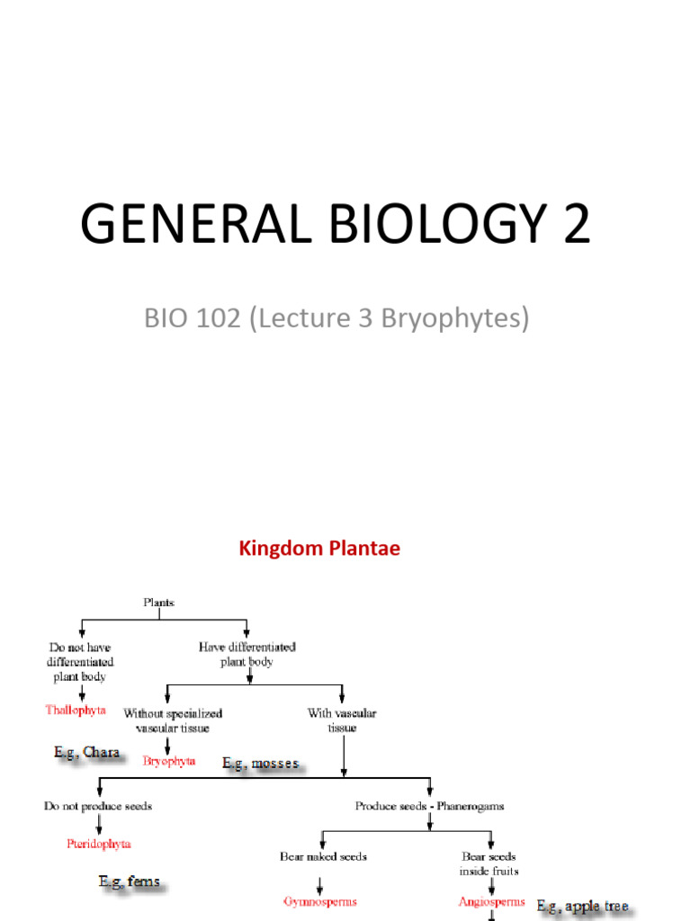 BIO 102 Lecture 3 Bryophytes Updated | PDF | Moss | Sexual Reproduction