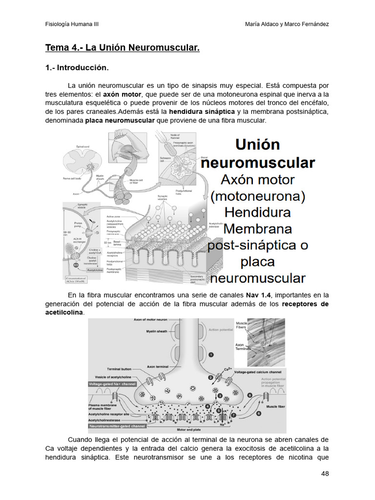 Tema 4 | PDF | Unión neuromuscular | Sinapsis