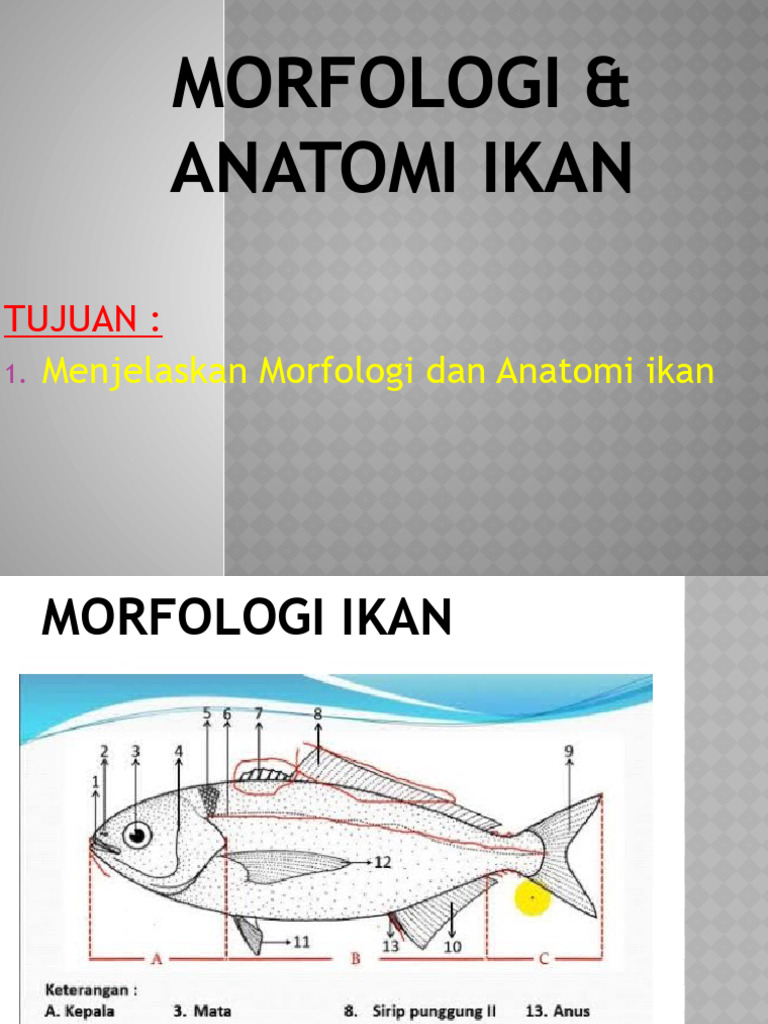 MORFOLOGI & Anatomi IKAN | PDF