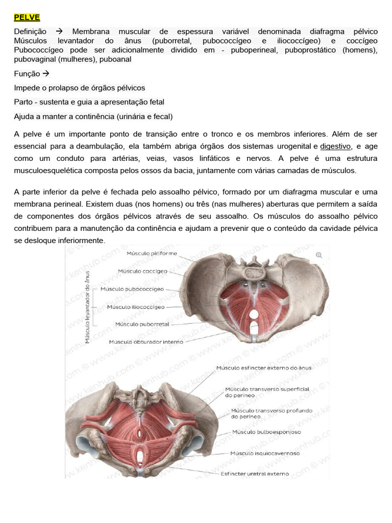 Anatomia Pelve e Coxa | PDF | Pélvis | Joelho