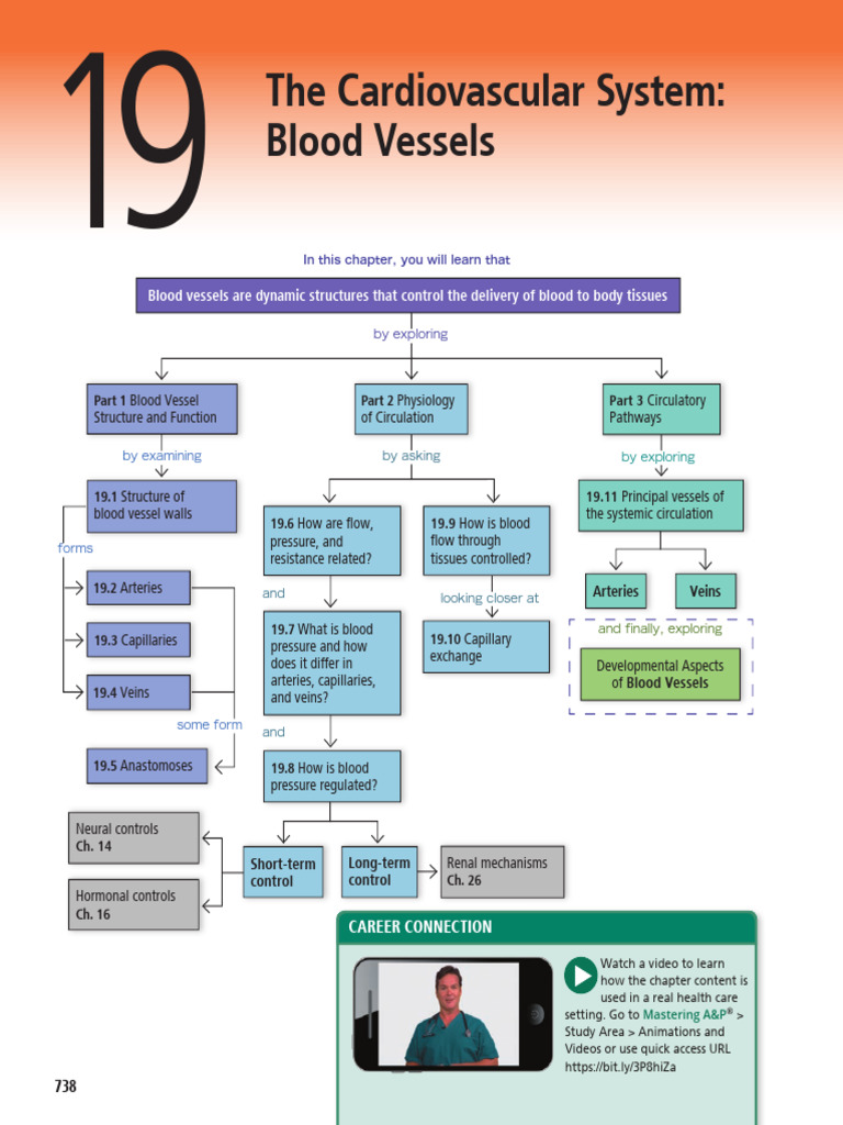 CVS (Blood Vessels) | PDF | Artery | Vein