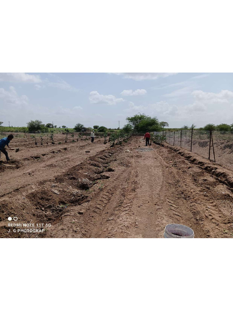 Tree Plantation Mango | PDF