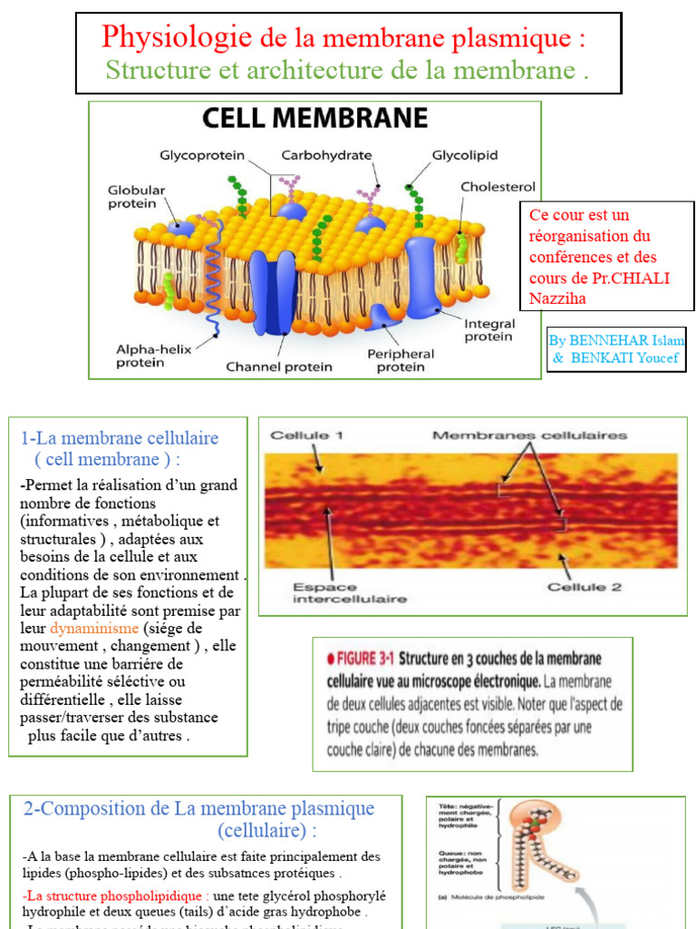 Physiologie de La Membrane Plasmique Et Les Transports Membranaires ...