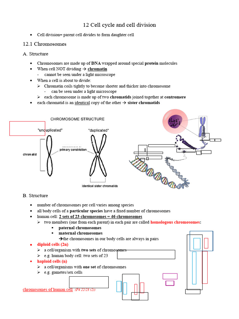 12 - Cell Cycle and Cell Division | PDF | Chromosome | Meiosis