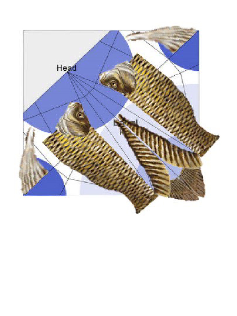 Carp PNG | PDF