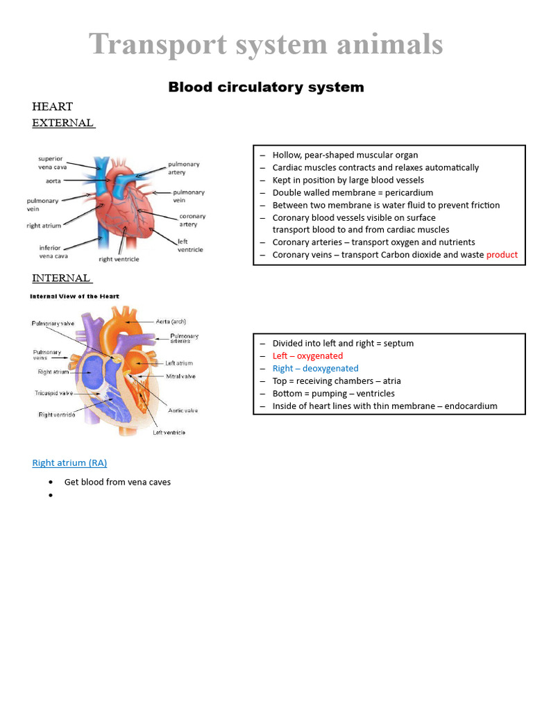 Overview of the Blood Circulatory System | PDF