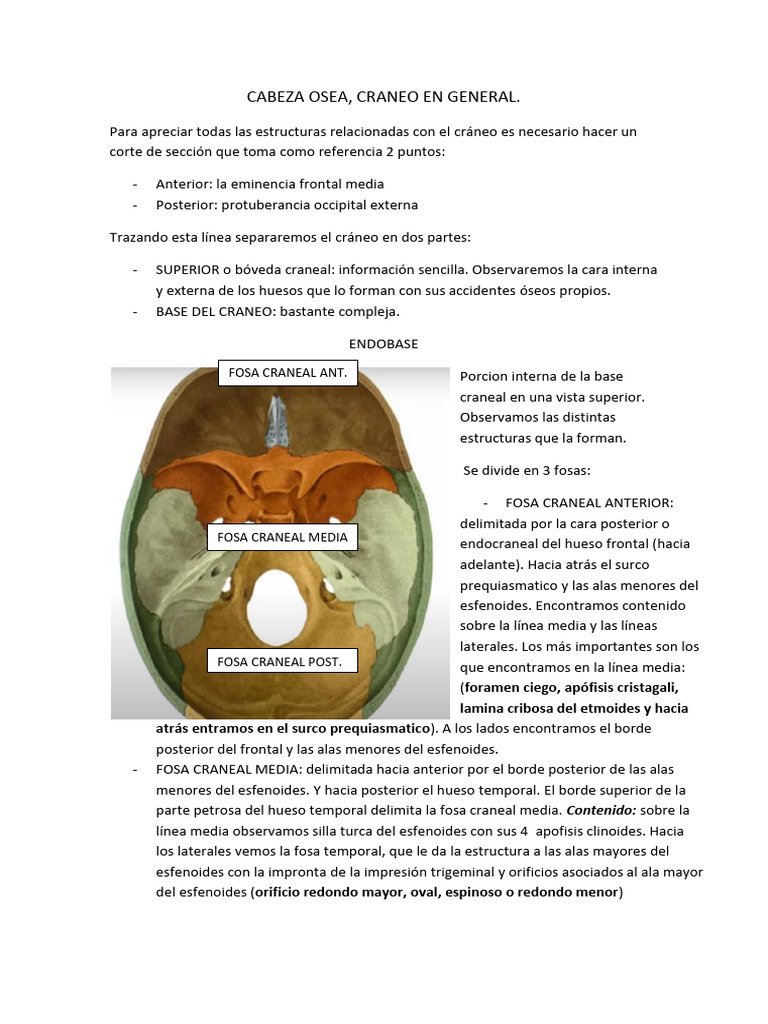 Endobase y Exobase | PDF | Cráneo | Cabeza y cuello humanos