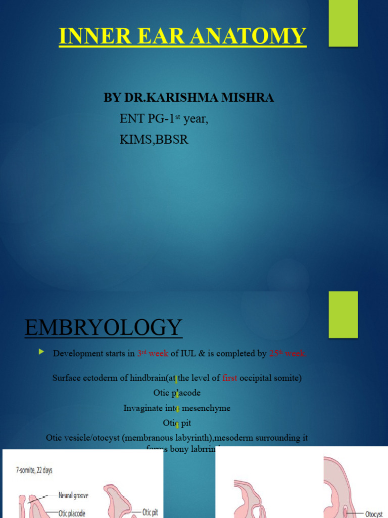 Inner Ear Presentation | PDF | Ear | Vestibular System