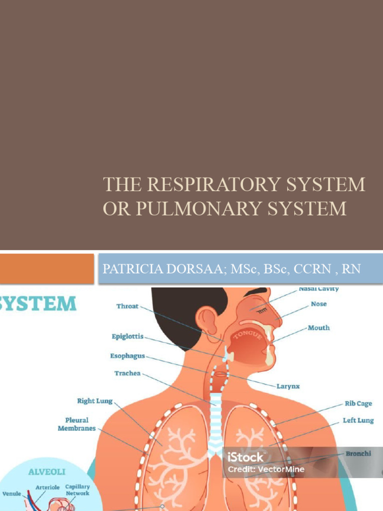 The Respiratory System or Pulmonary System | PDF | Lung | Respiratory Tract