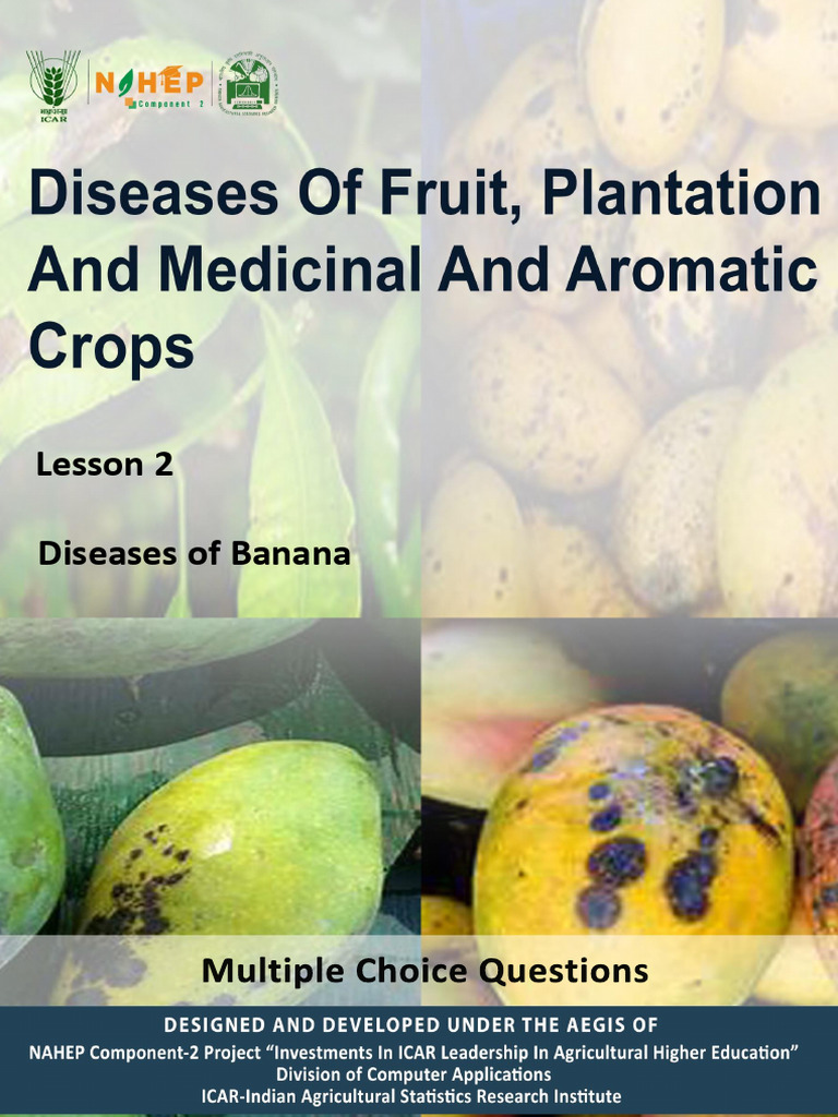 Banana Disease Identification Quiz | PDF | Banana | Plant Pathology