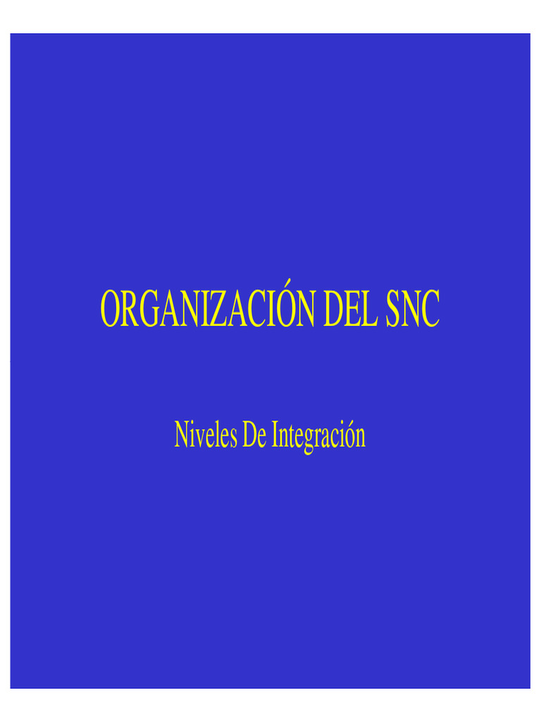 Organización Del SNC | PDF | Lóbulo temporal | Corteza cerebral