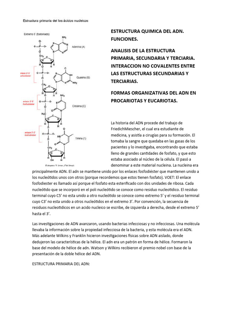 Estructura Quimica Del Adn | Descargar gratis PDF | Adn | Histona
