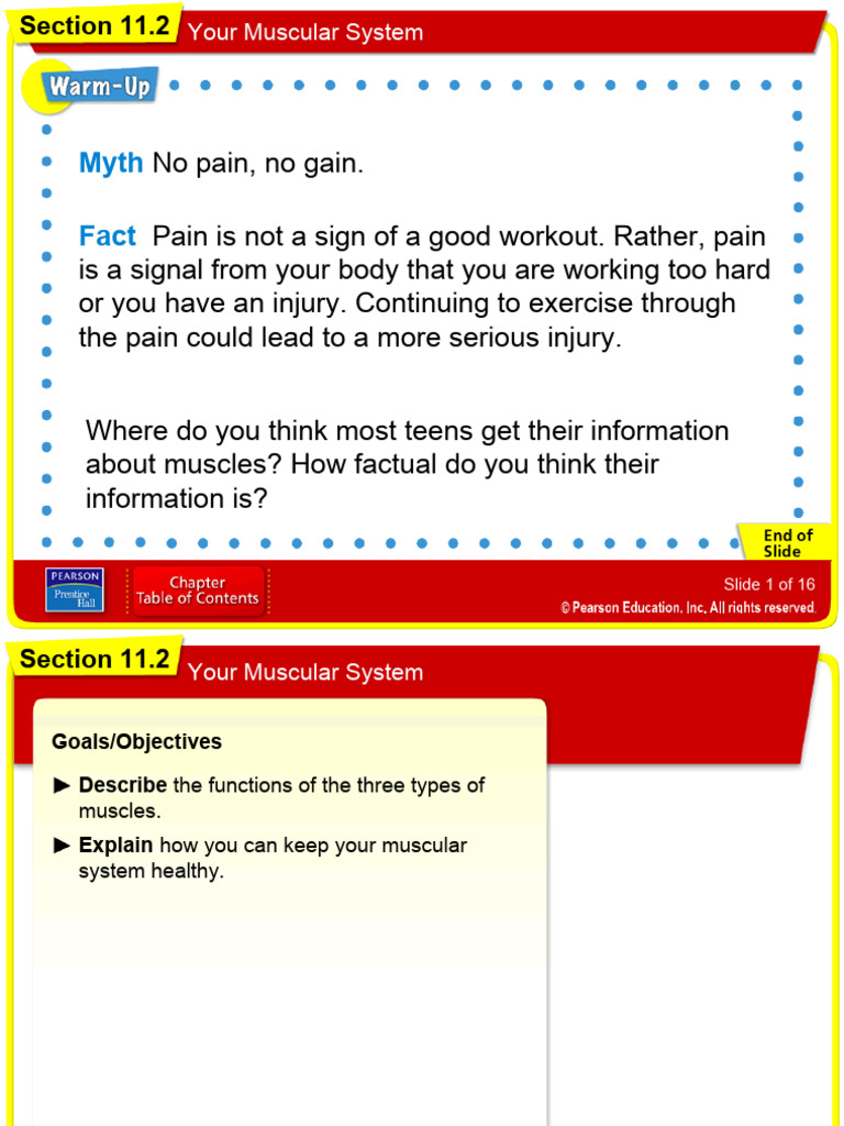 Muscular System - Lesson 19 | PDF | Skeletal Muscle | Muscle Contraction