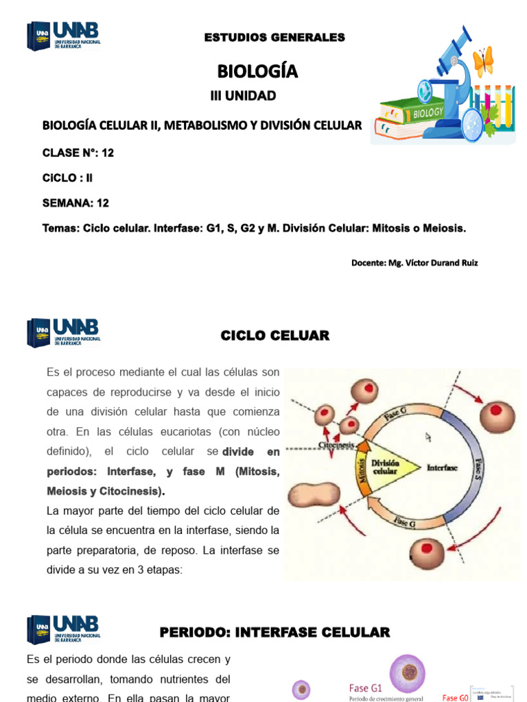Ciclo Celular: Interfase y División | PDF | Mitosis | Mitosis