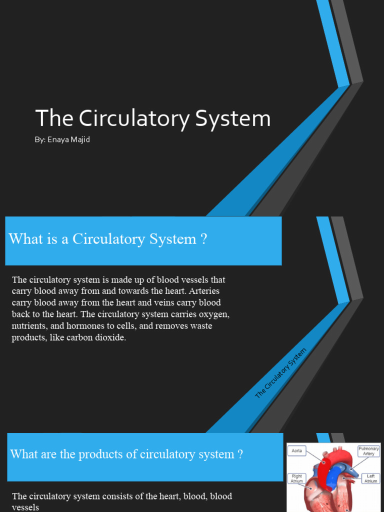 The Circulatory System | PDF | Blood | Heart