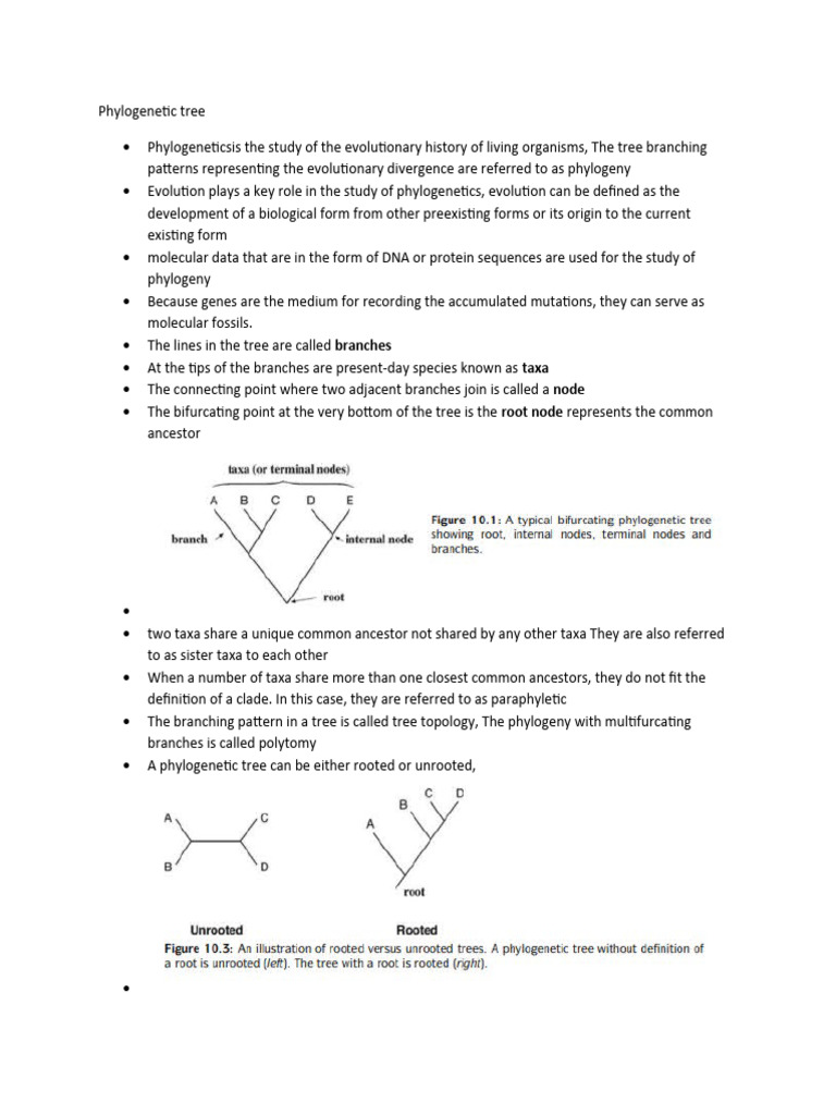 Understanding Phylogenetic Trees and Methods | PDF | Phylogenetic Tree | Nucleic Acid Sequence