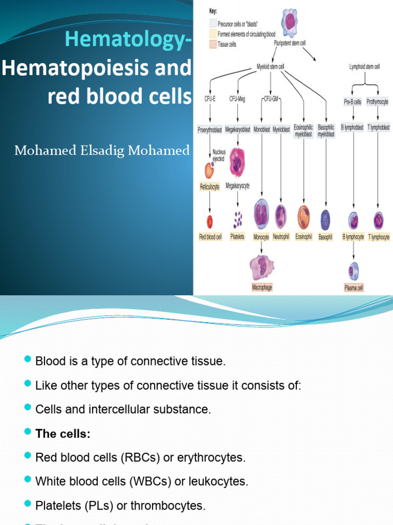 Lec-1 Hematopoiesis and RBCs | PDF | Red Blood Cell | Blood
