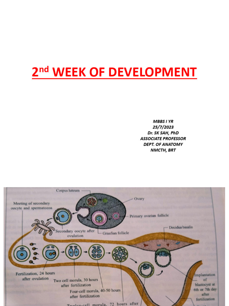 2nd Week of Development | PDF | Anatomy | Change