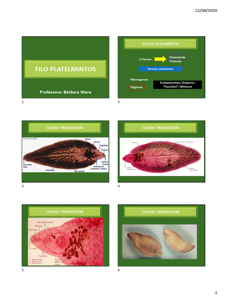 Filo Plathelminthes Classe Trematoda | PDF | Biologia | Protostomia