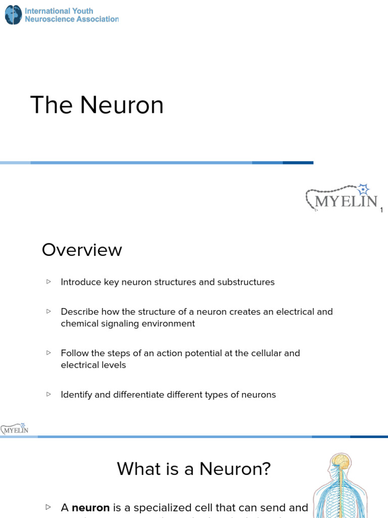 1 - The Neuron | PDF | Neuron | Membrane Potential