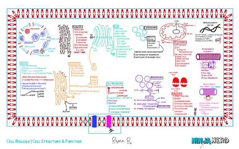 Cell Structure Function Illustration Atf | PDF | Endoplasmic Reticulum ...