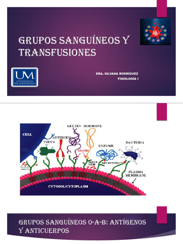 Grupos Sanguíneos y Transfusiones: Guía Completa | PDF | Tipo de sangre | Anticuerpo