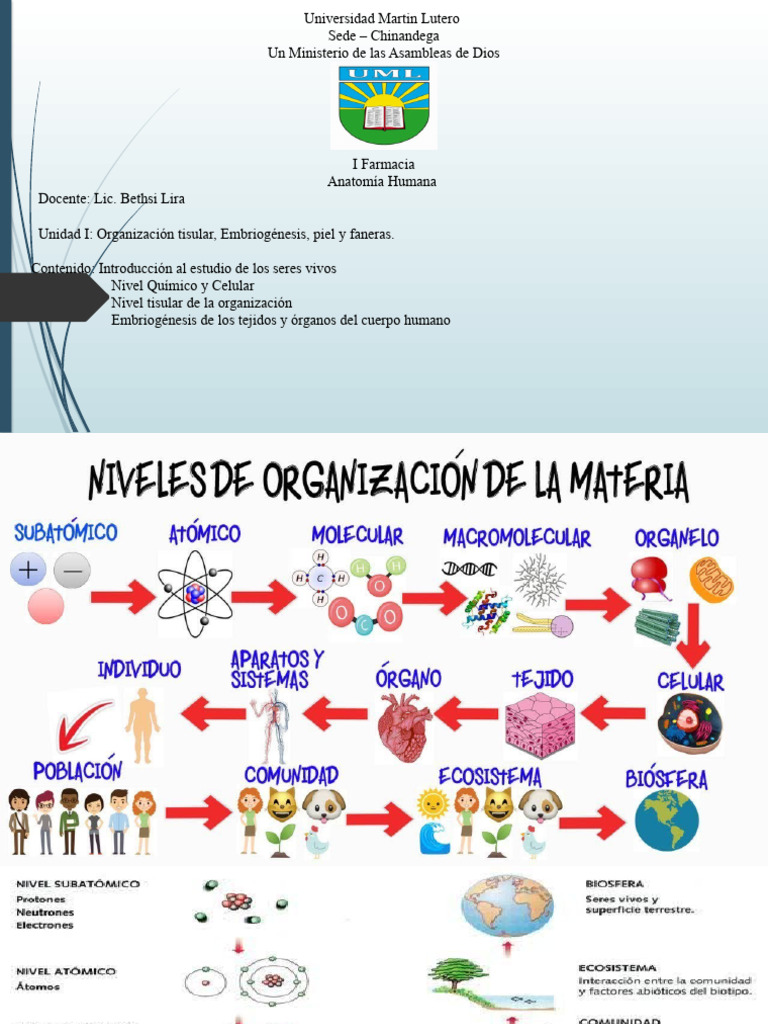 Clase 1 Antomia Humana Descargar Gratis Pdf Compuestos Orgánicos