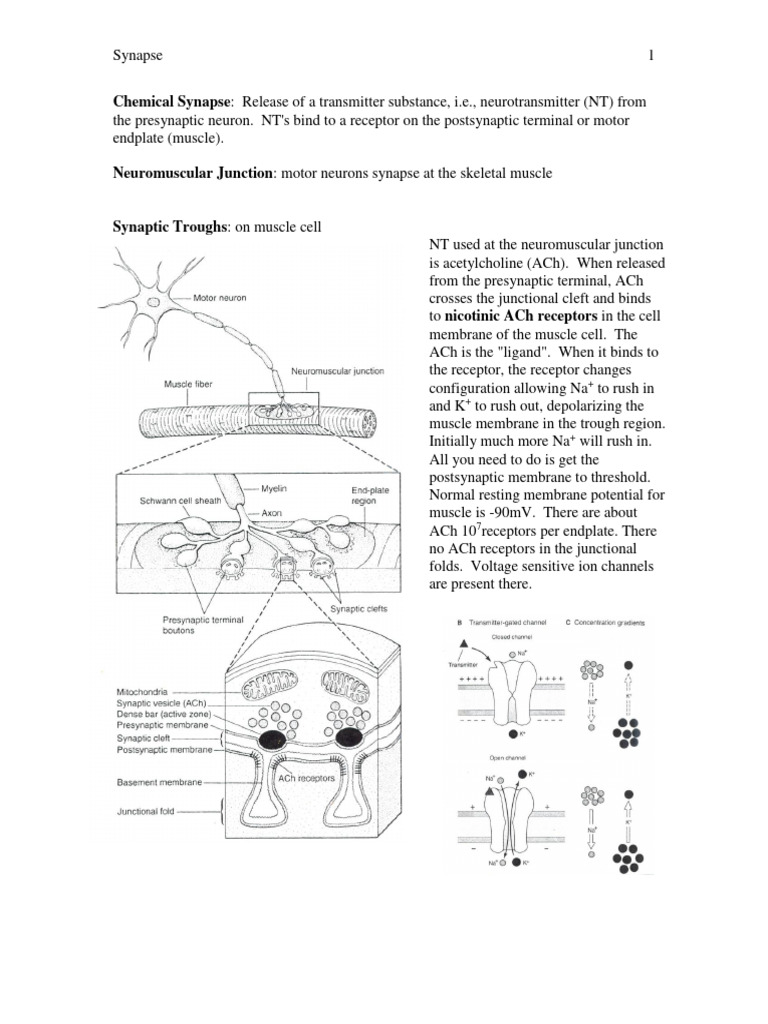 06 Synapse | PDF | Chemical Synapse | Inhibitory Postsynaptic Potential